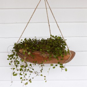 15 Hanging Plants Design Ideas For Your Home